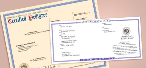 Understanding AKC Certification: A Complete Guide for Dog Owners | Life ...